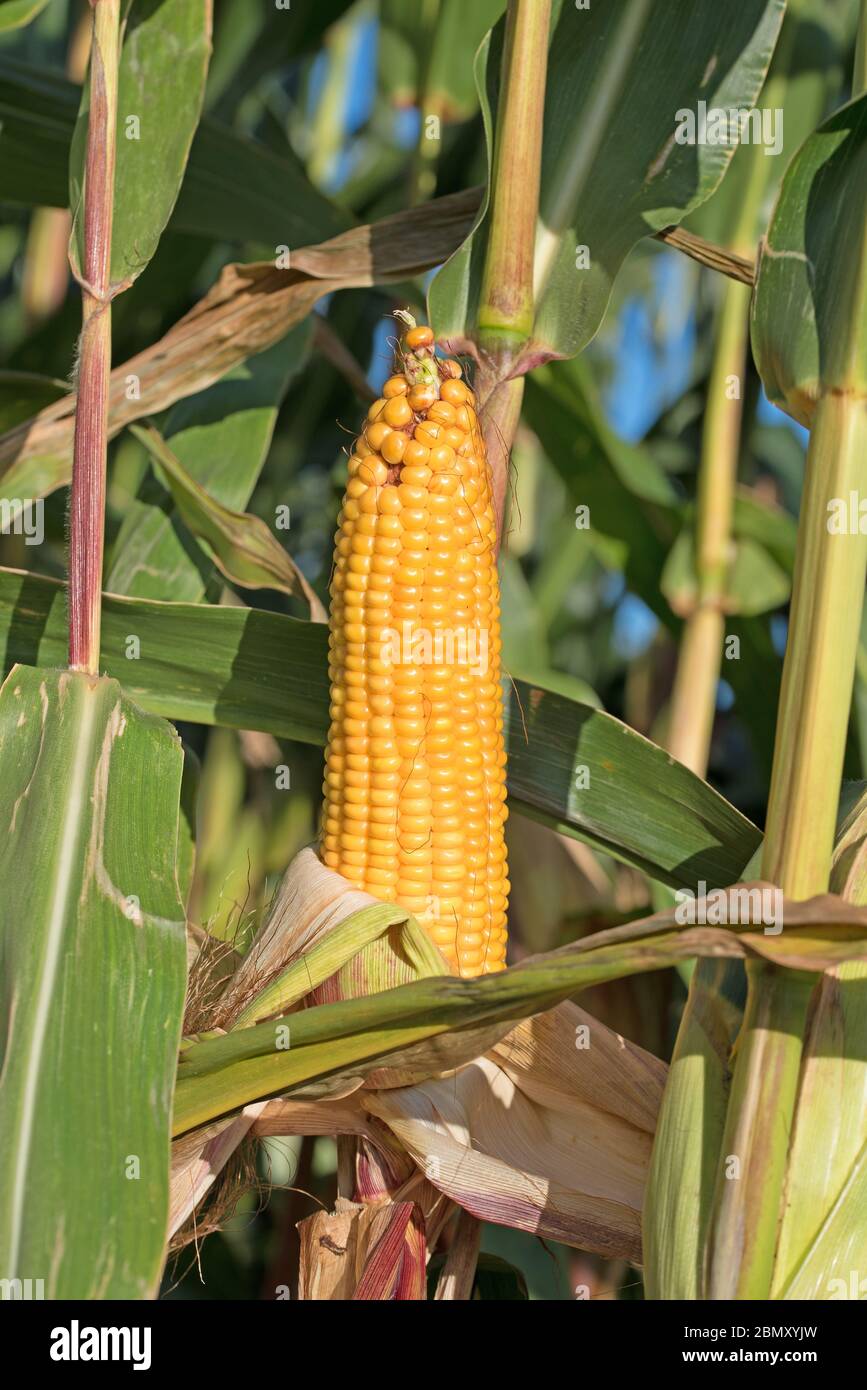 Ripe corn in a close-up before harvest Stock Photo - Alamy