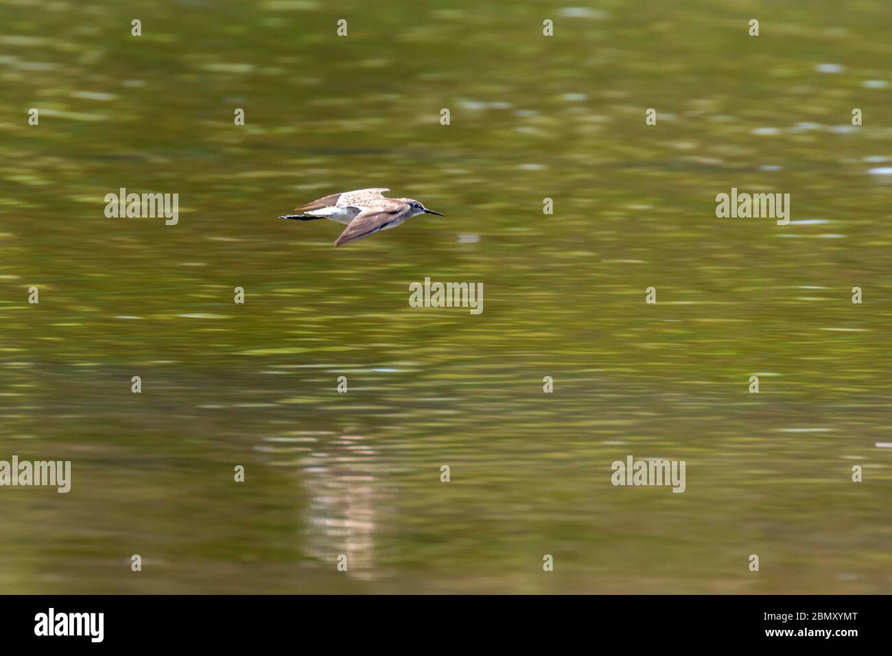 Sandpiper, Wood sandpiper flight (Tringa glareola) Wader Bird flight ...