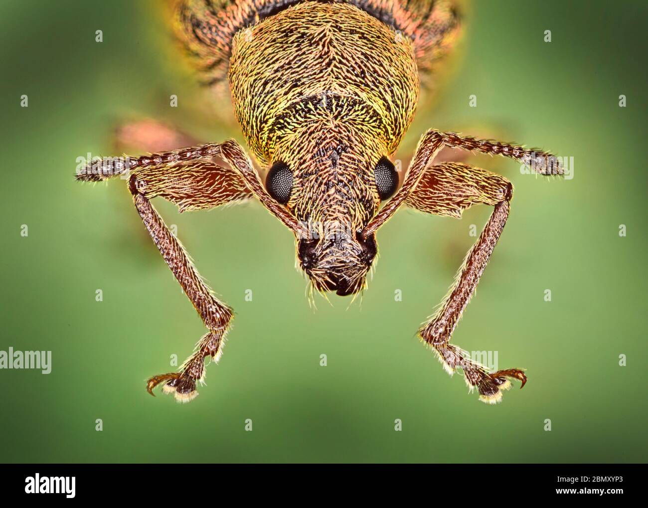 Common Leaf Weevil, Phyllobius pyri, common spring species ...