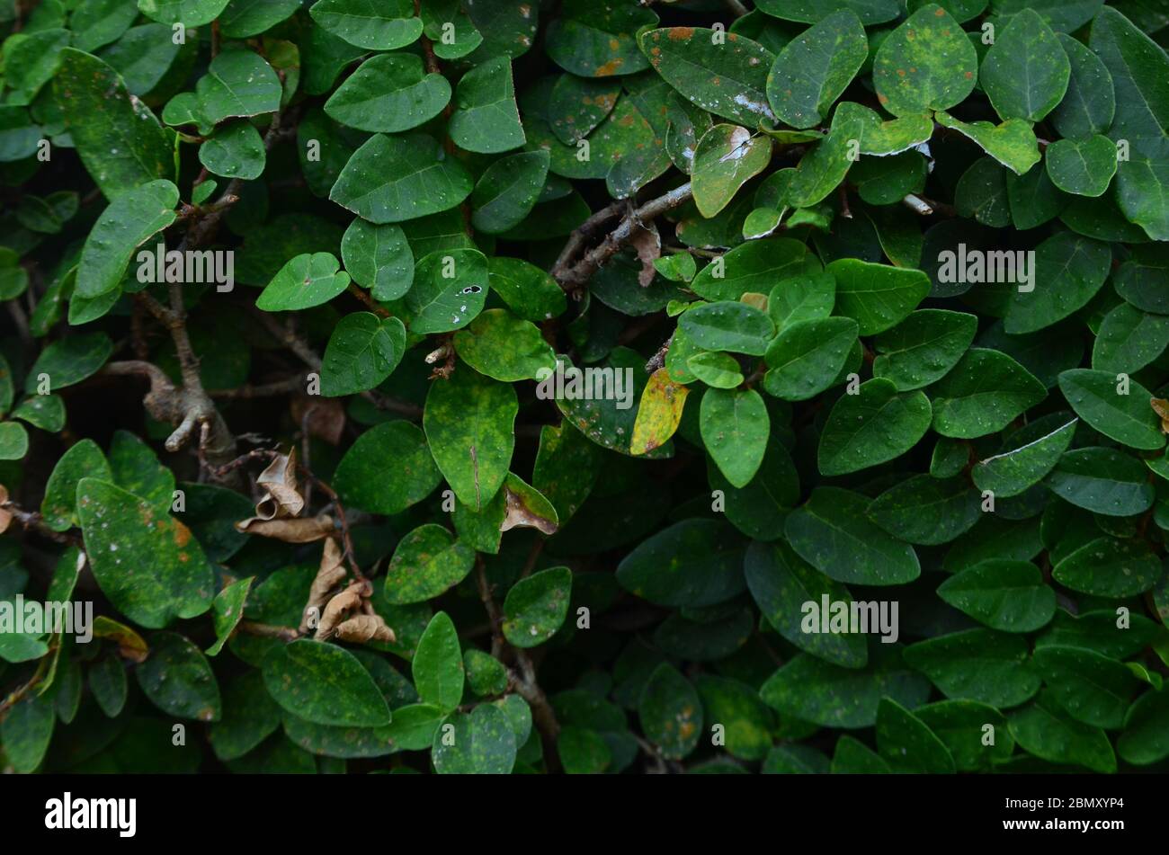 tropical leaf, large foliage, abstract green texture, nature background ...