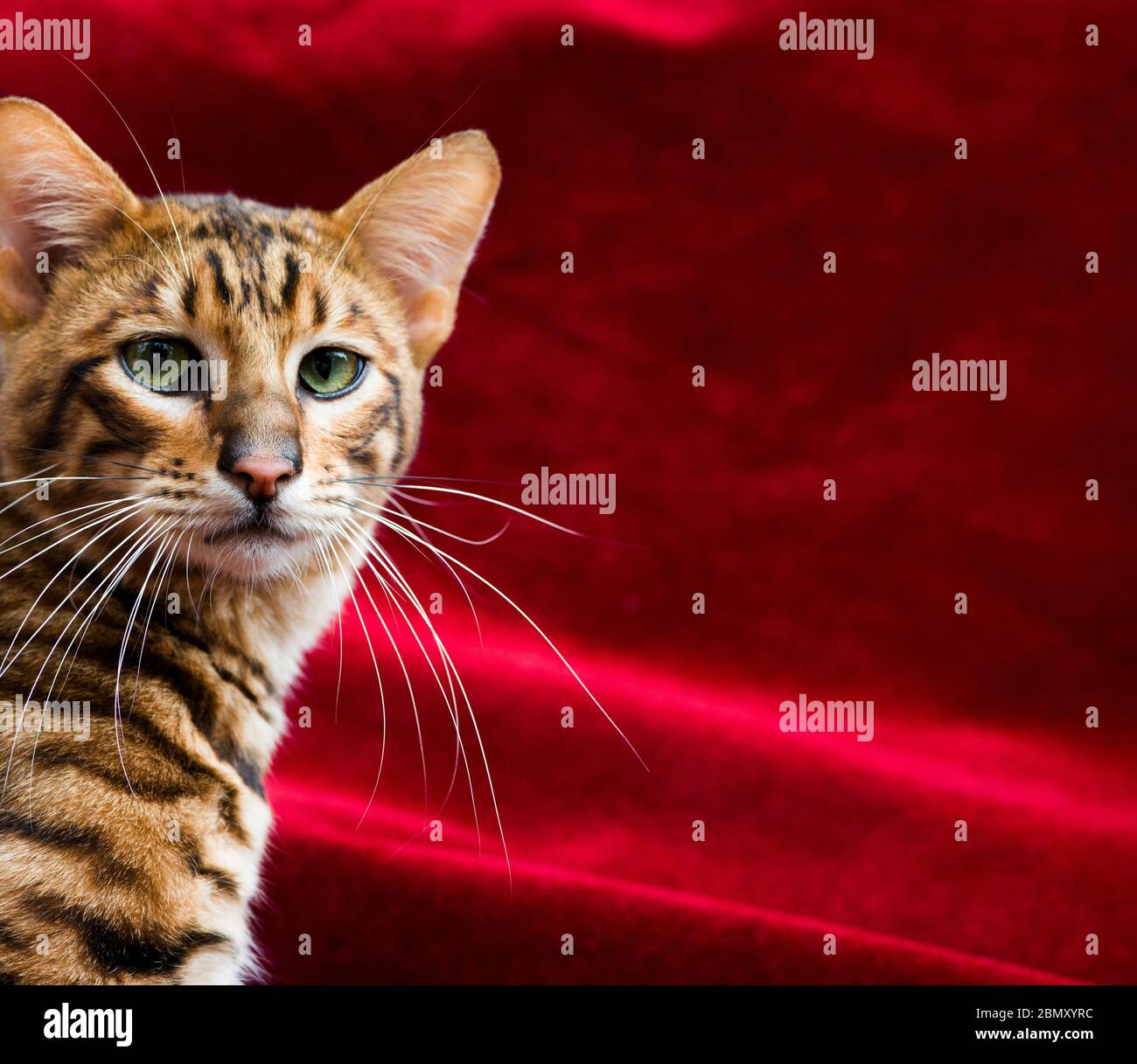 Cat peeking around corner hi-res stock photography and images - Alamy