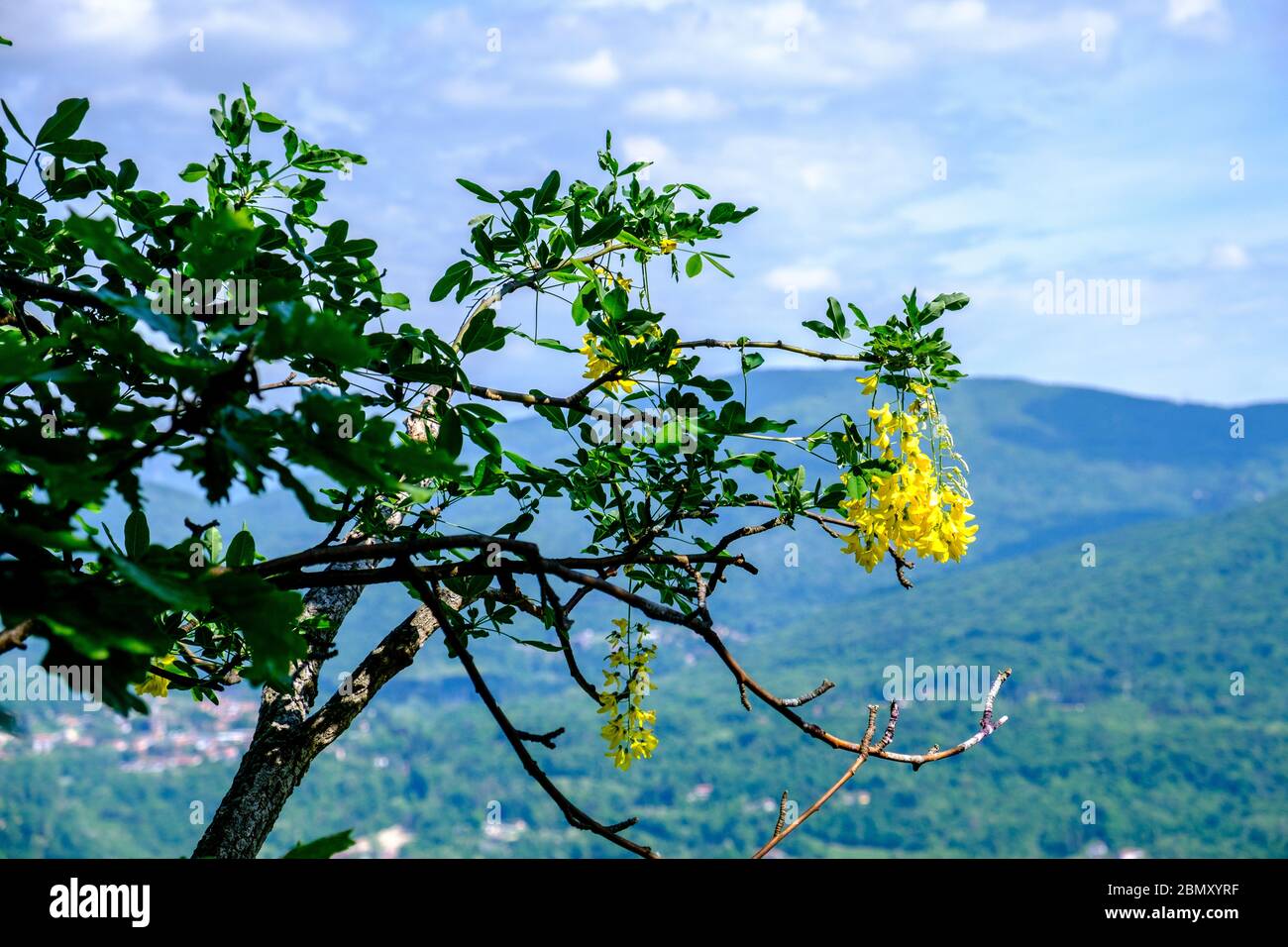 Wild Laburnum blooming Stock Photo - Alamy