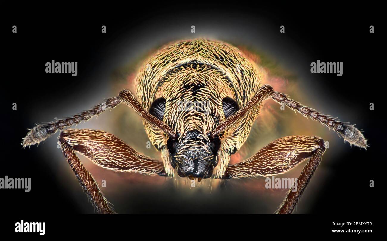 Common Leaf Weevil, Phyllobius pyri, common spring species ...