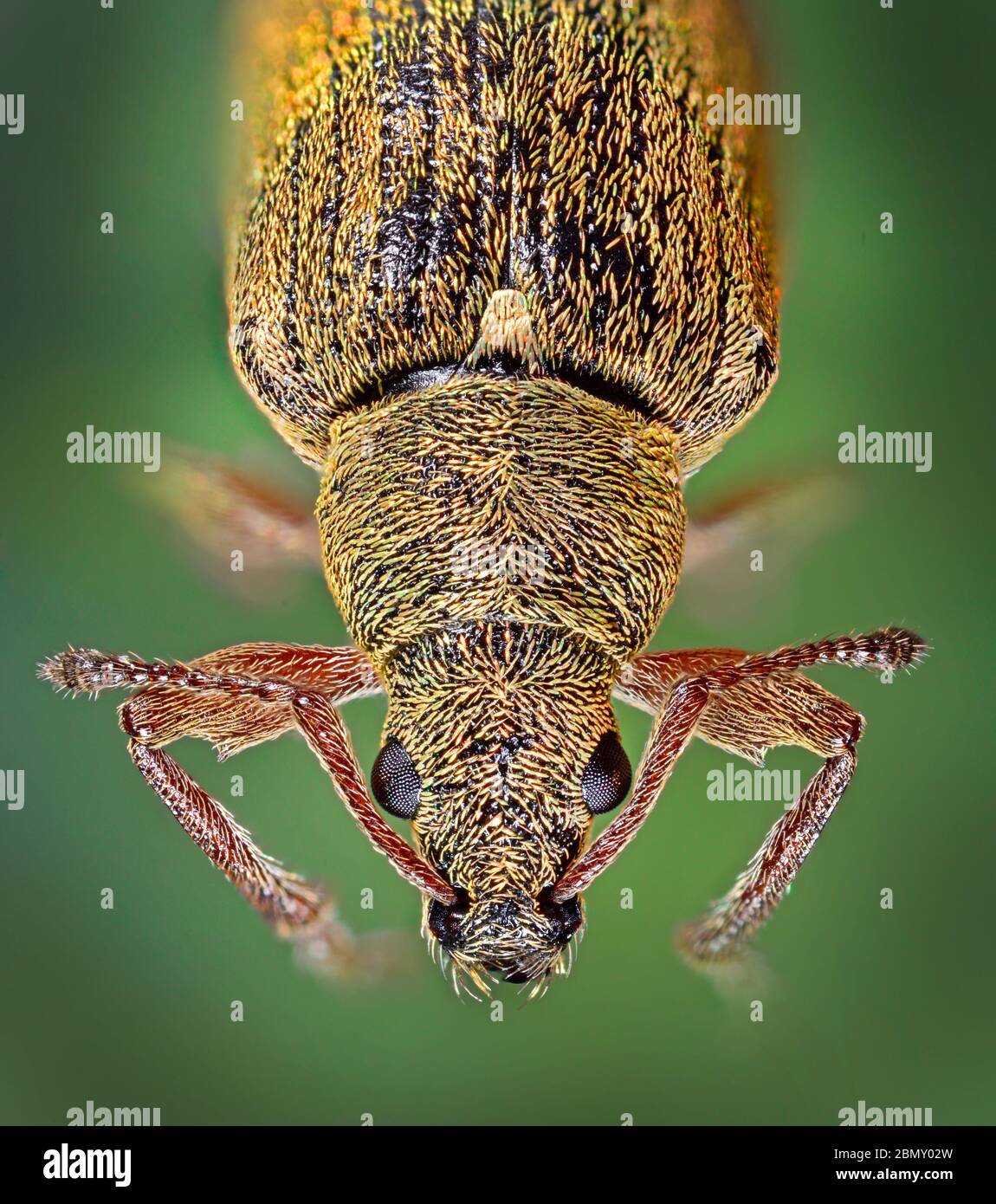 Common Leaf Weevil High Resolution Stock Photography and Images - Alamy