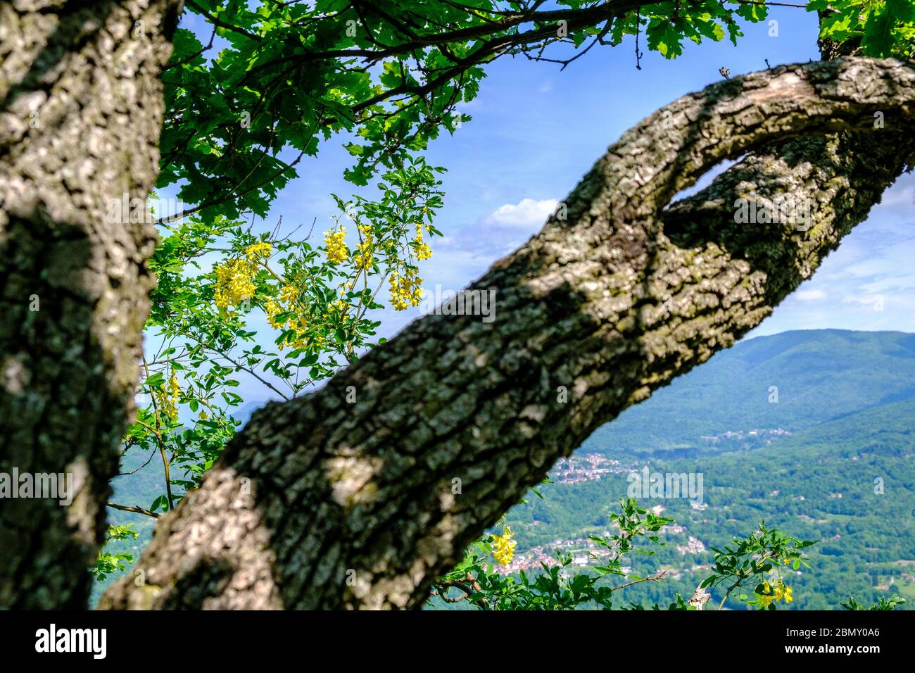 Wild Laburnum blooming Stock Photo - Alamy