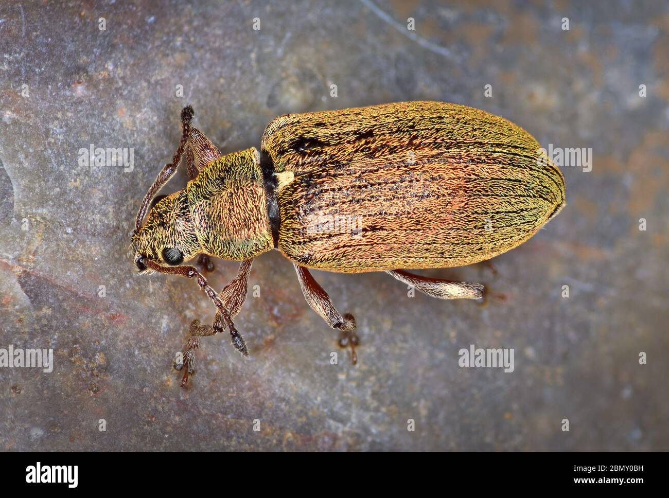 Common Leaf Weevil, Phyllobius pyri, common spring species ...