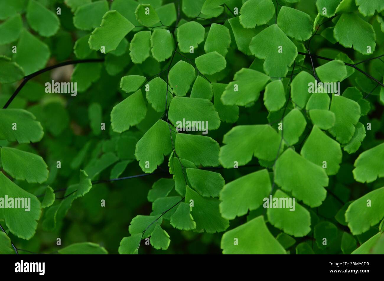 tropical leaf, large foliage, abstract green texture, nature background ...
