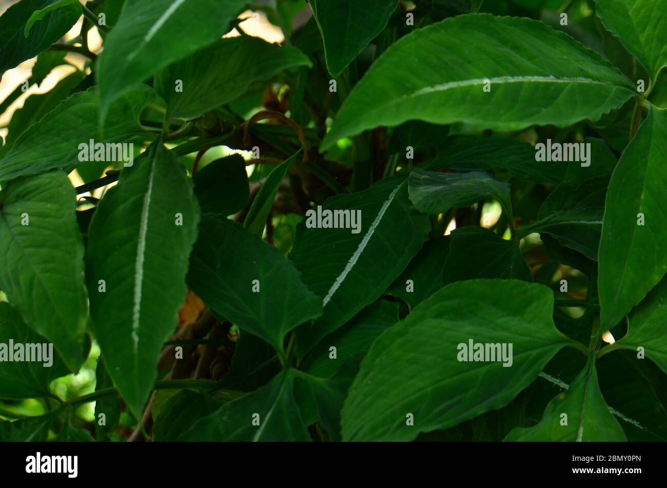 tropical leaf, large foliage, abstract green texture, nature background ...