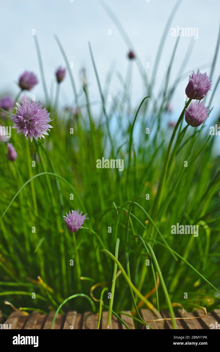 Chive plant hi-res stock photography and images - Alamy