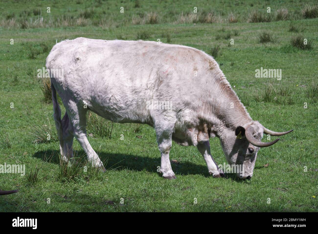 Heck field hi-res stock photography and images - Alamy