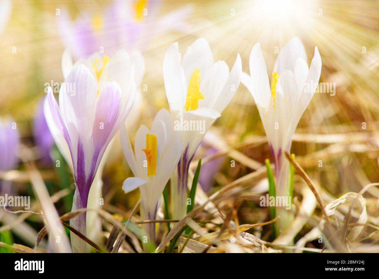 Wide angle bloom hi-res stock photography and images - Alamy