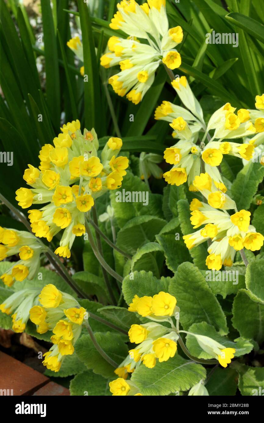 Open flower heads of Cowslips - Primula veris Stock Photo - Alamy