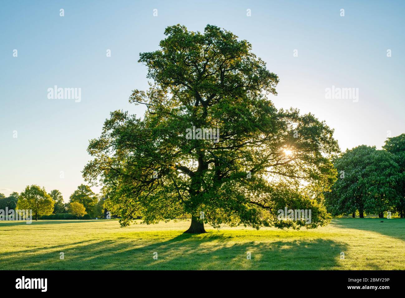 Spring oak tree hi-res stock photography and images - Alamy