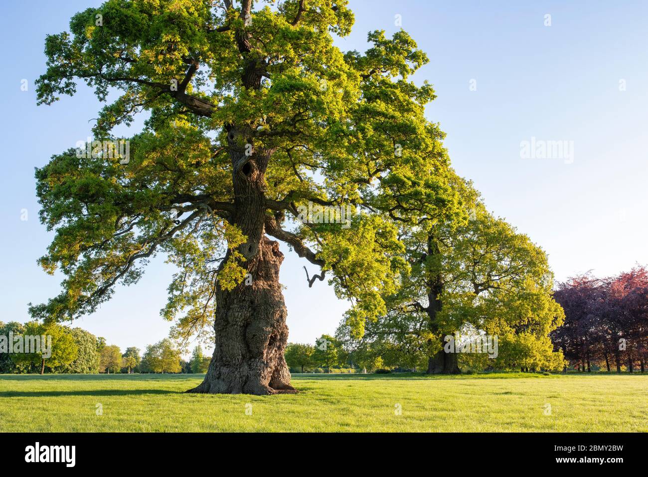 Old english oak tree hi-res stock photography and images - Alamy