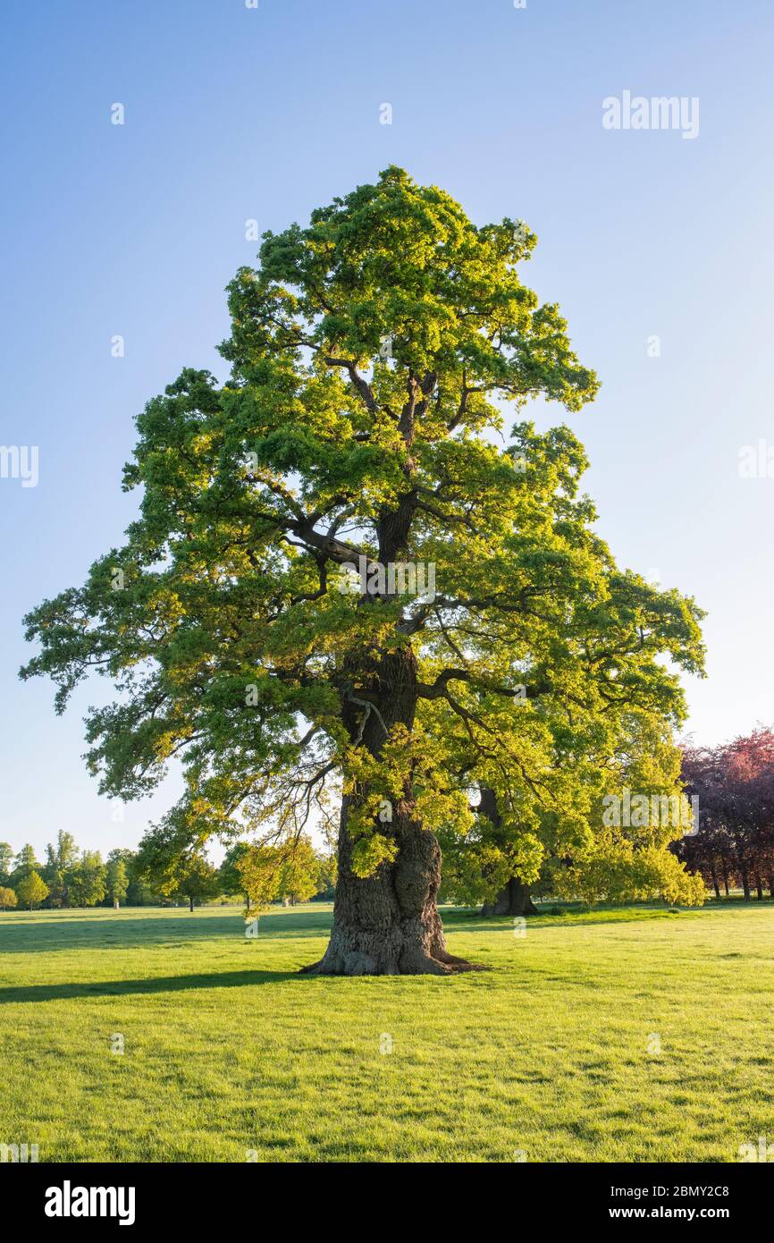 Old english oak tree hi-res stock photography and images - Alamy