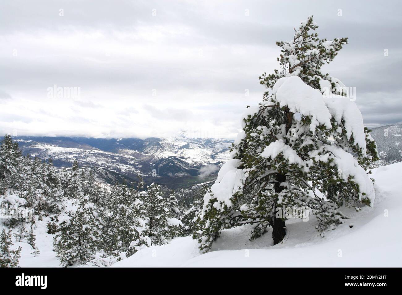 snow cover tree in the moutain Stock Photo - Alamy