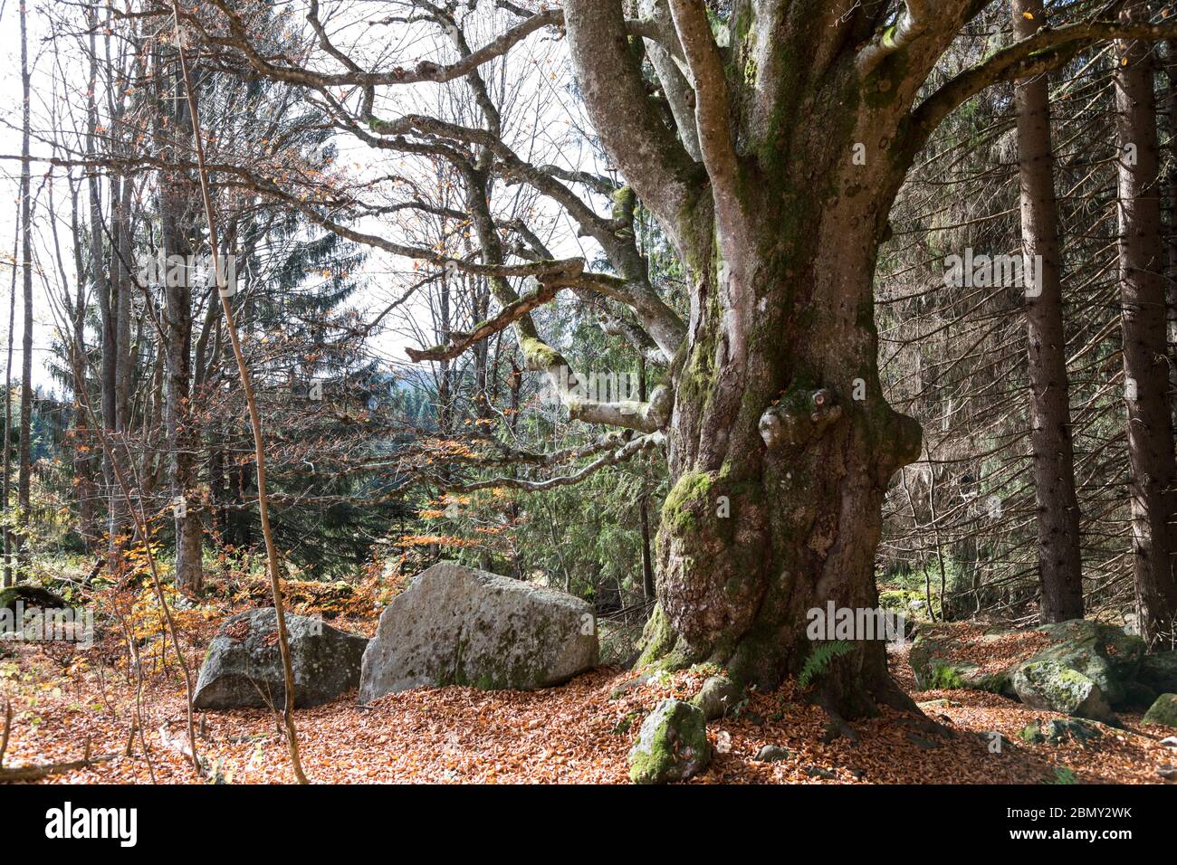 Buche forest hi-res stock photography and images - Alamy
