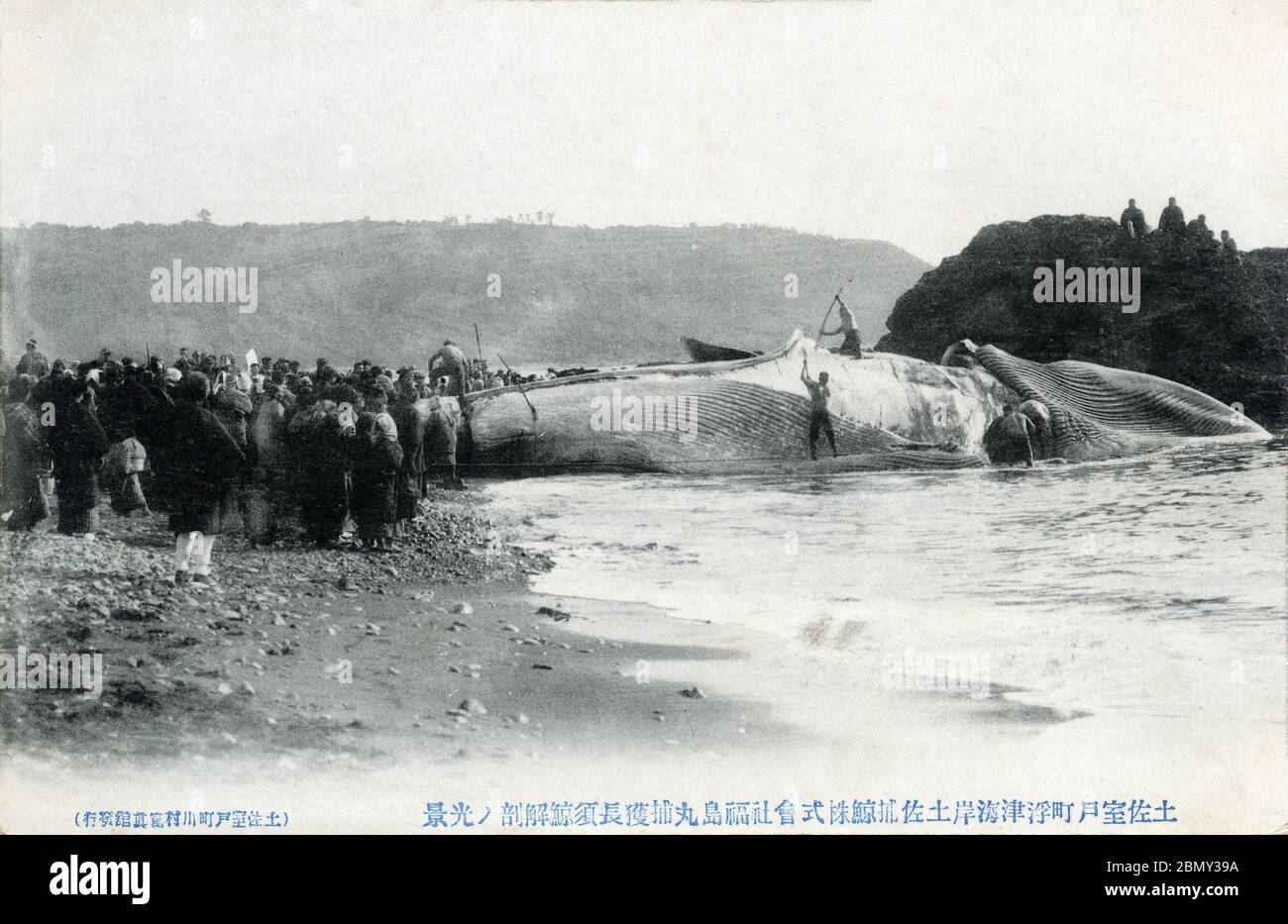 Flensing hi-res stock photography and images - Alamy