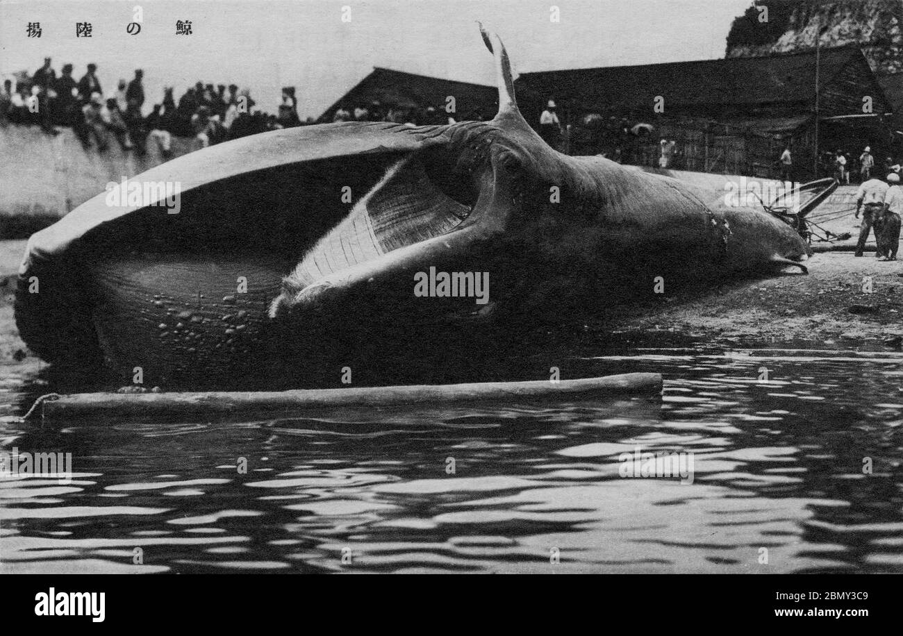 1920s whaling Black and White Stock Photos & Images - Alamy