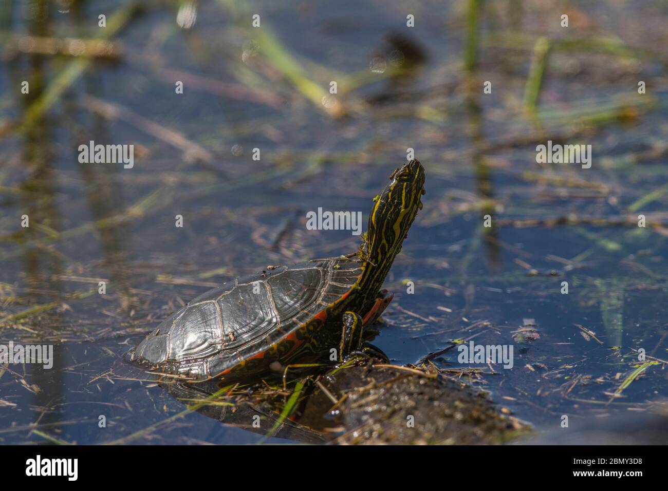 Western swamp tortoise hi-res stock photography and images - Alamy
