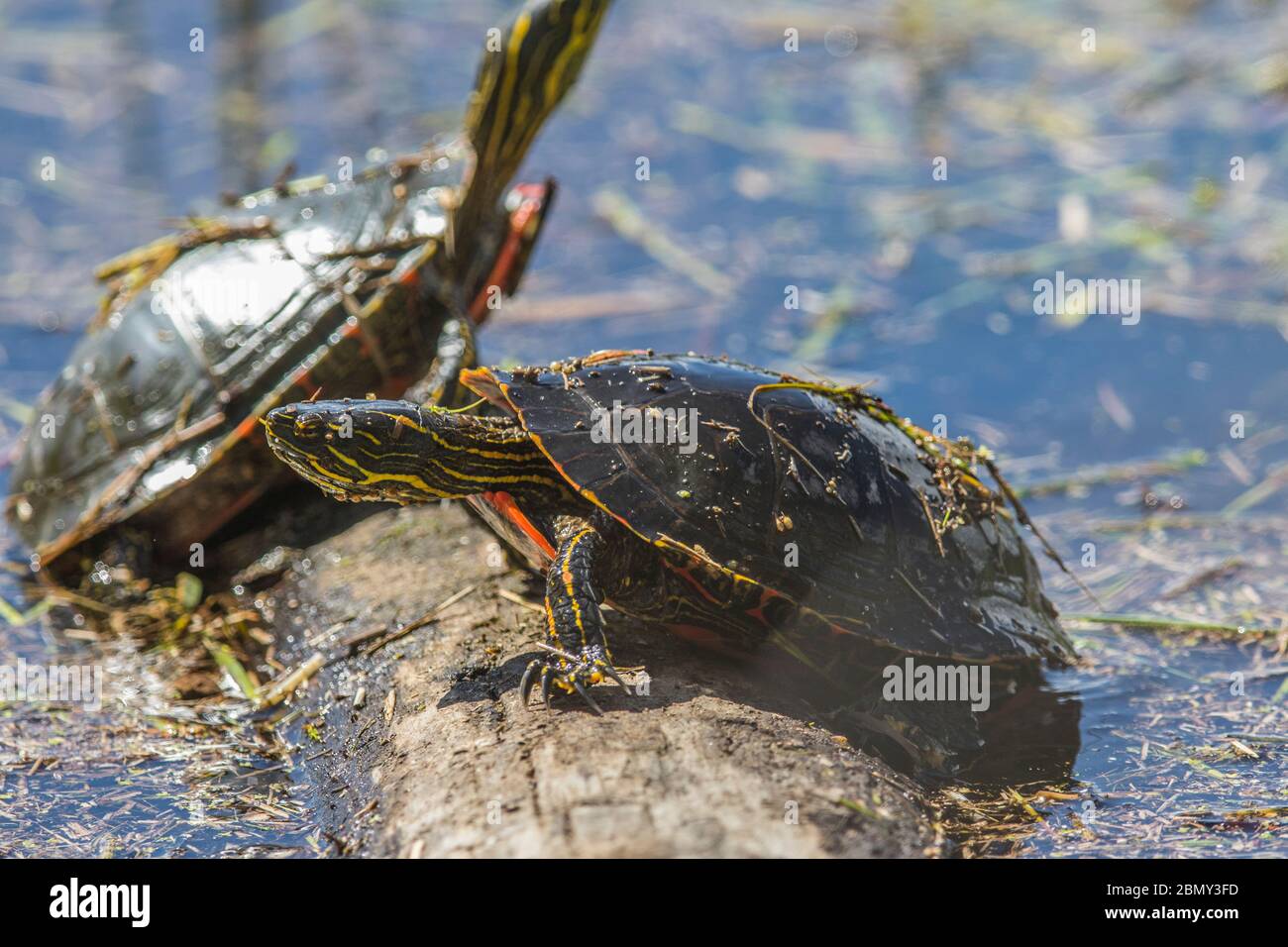Western swamp tortoise hi-res stock photography and images - Alamy