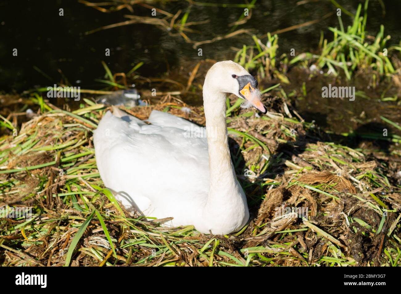 Female swan incubating eggs in her nest Stock Photo - Alamy