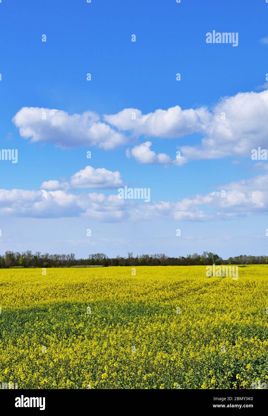 Rapeseed field hi-res stock photography and images - Alamy