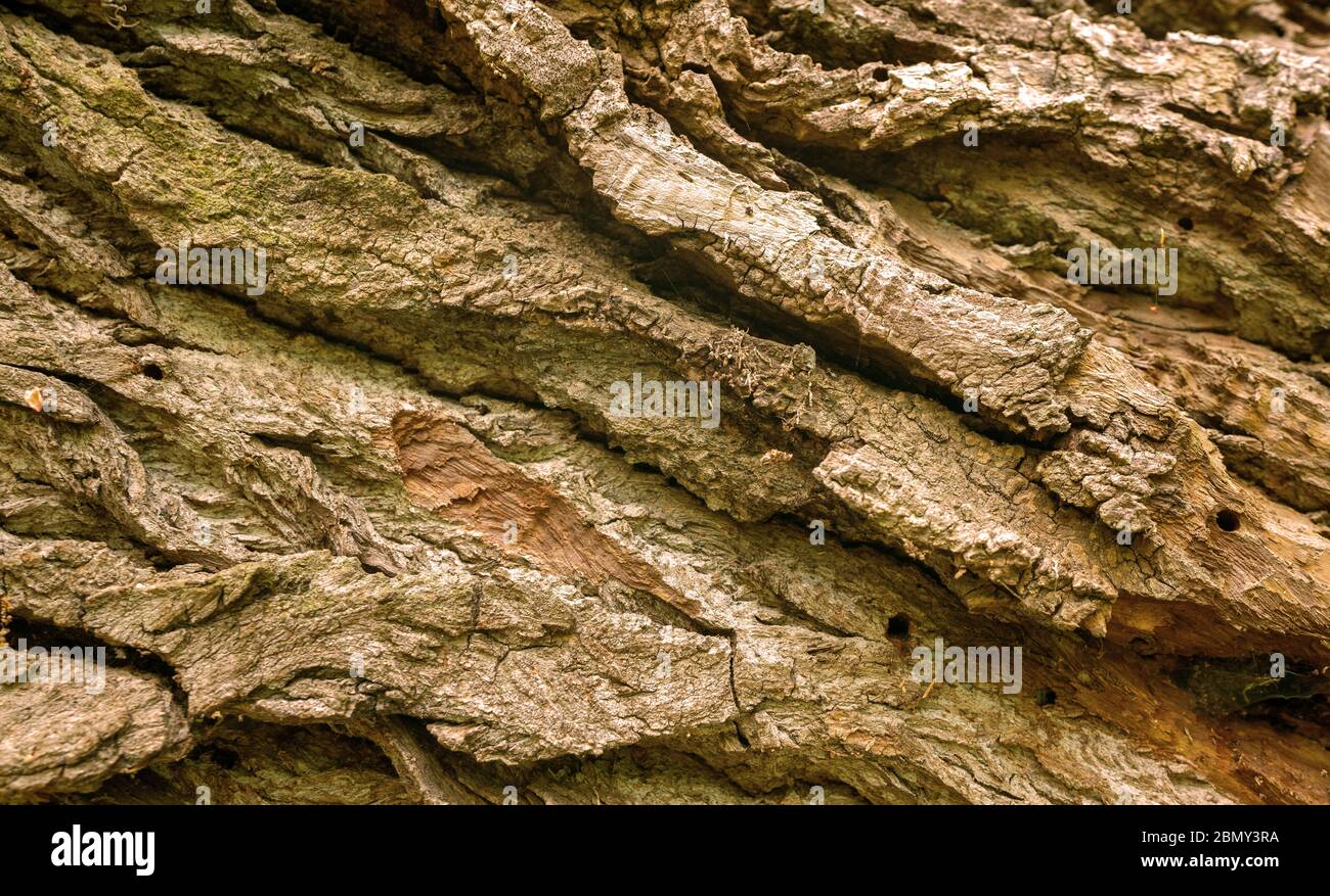 Tree bark natural detail hi-res stock photography and images - Alamy