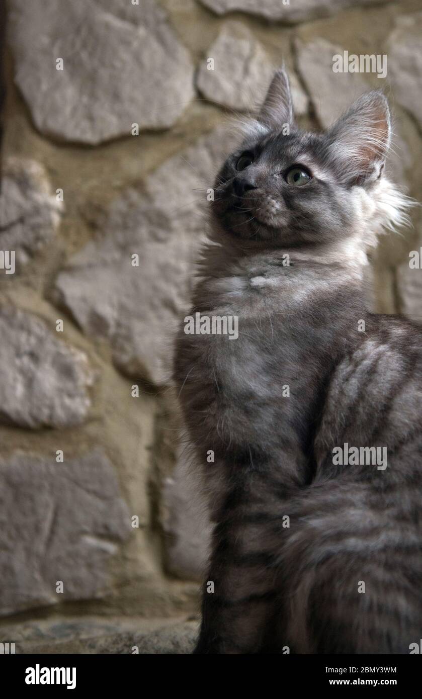 Turkish Angora Tortoiseshell