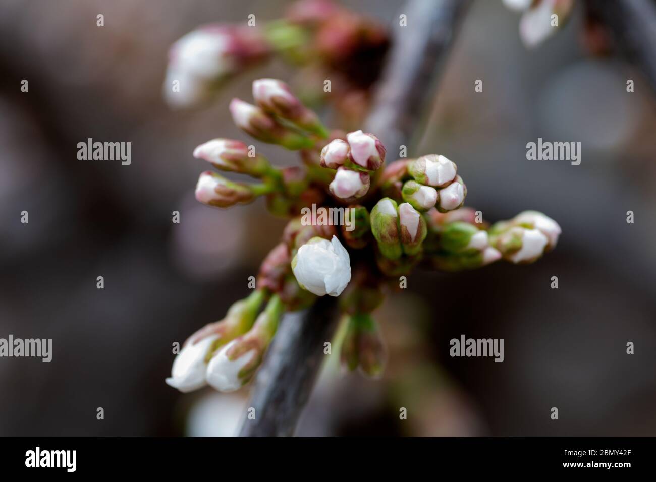Blooming white spring Snow Crabapple tree flowers. Early Spring concept ...
