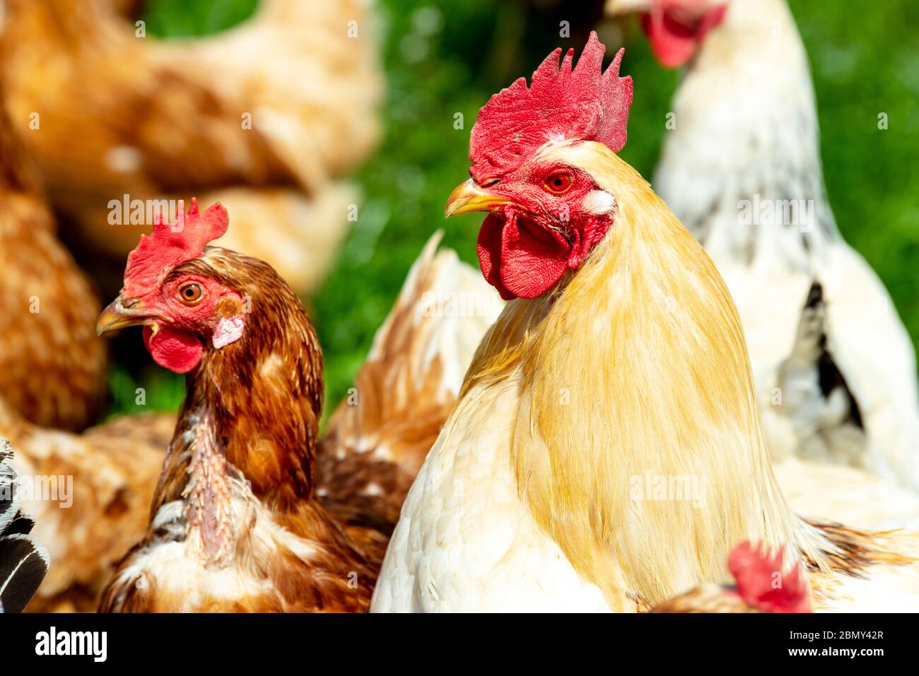 chicken living outdoors in herd Stock Photo - Alamy