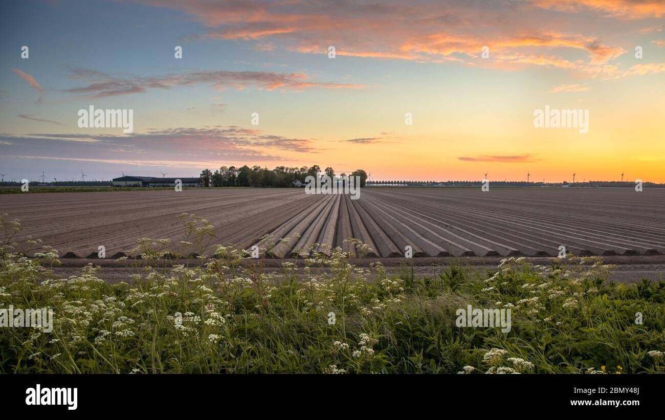 Agricultural field landscape at Noordoostpolder, Flevoland, The ...