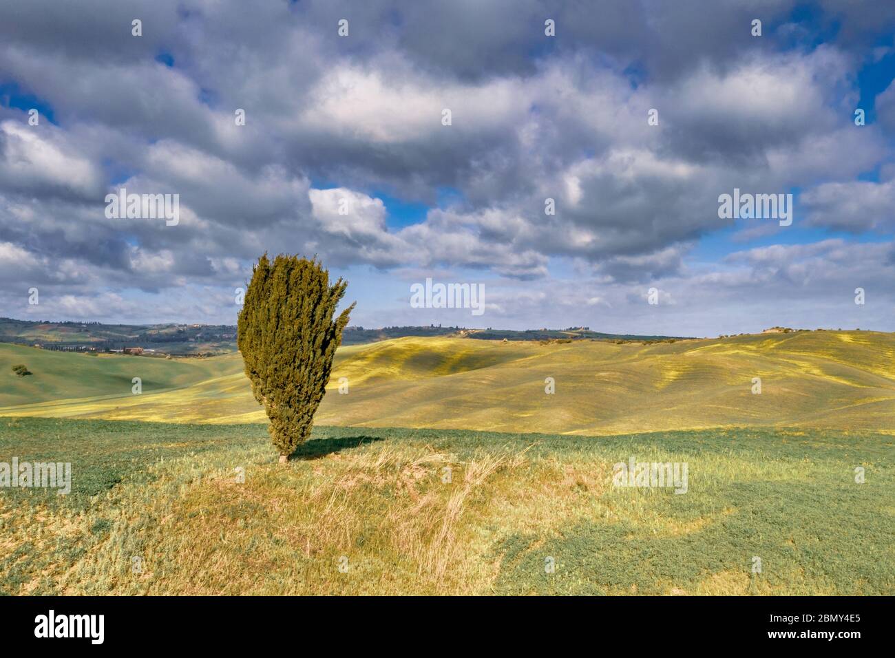 Tuscany lonely cypress tree hi-res stock photography and images - Alamy