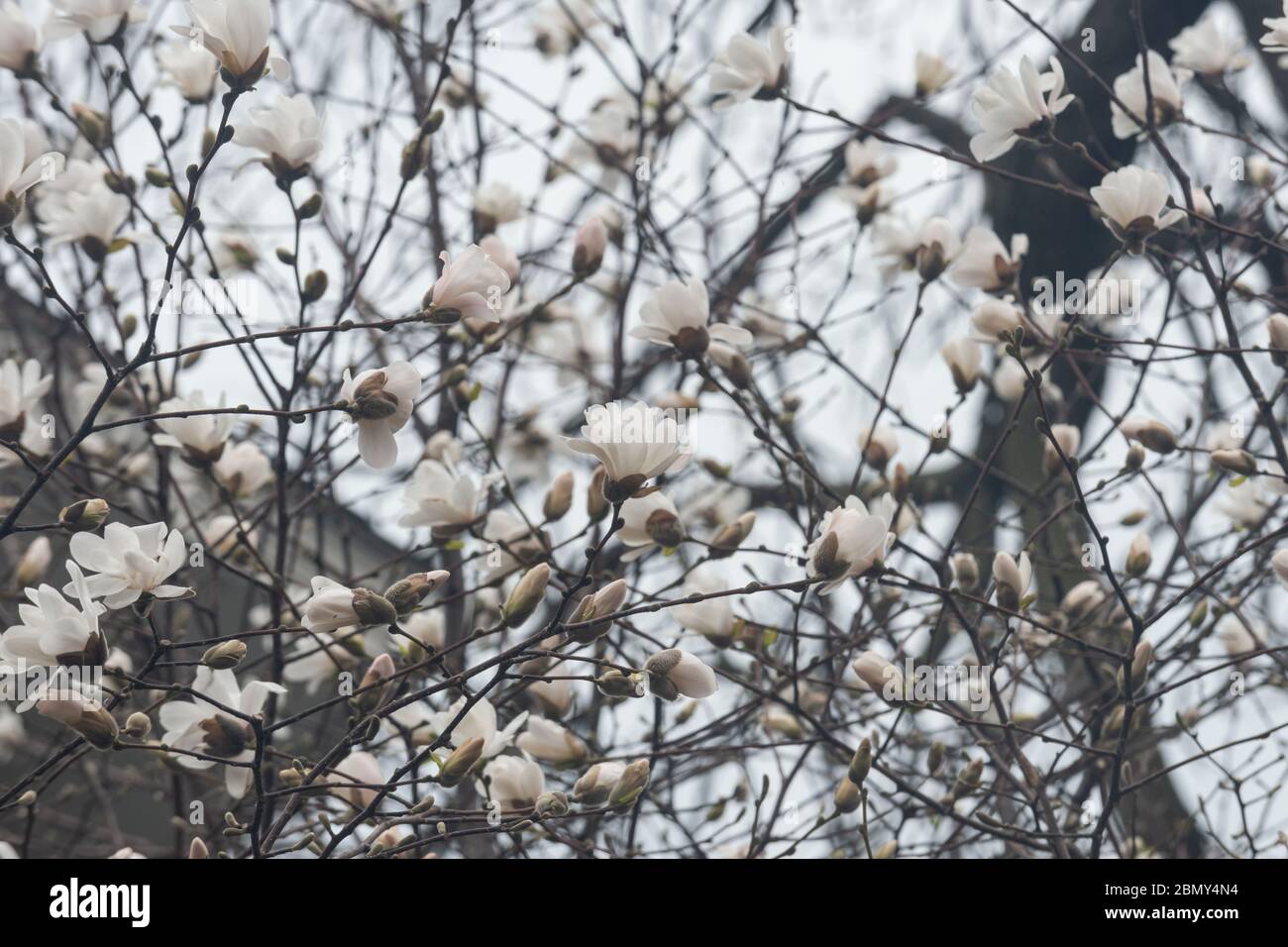 Blooming Anise Magnolia (willow-leaf magnolia) with white flowers ...