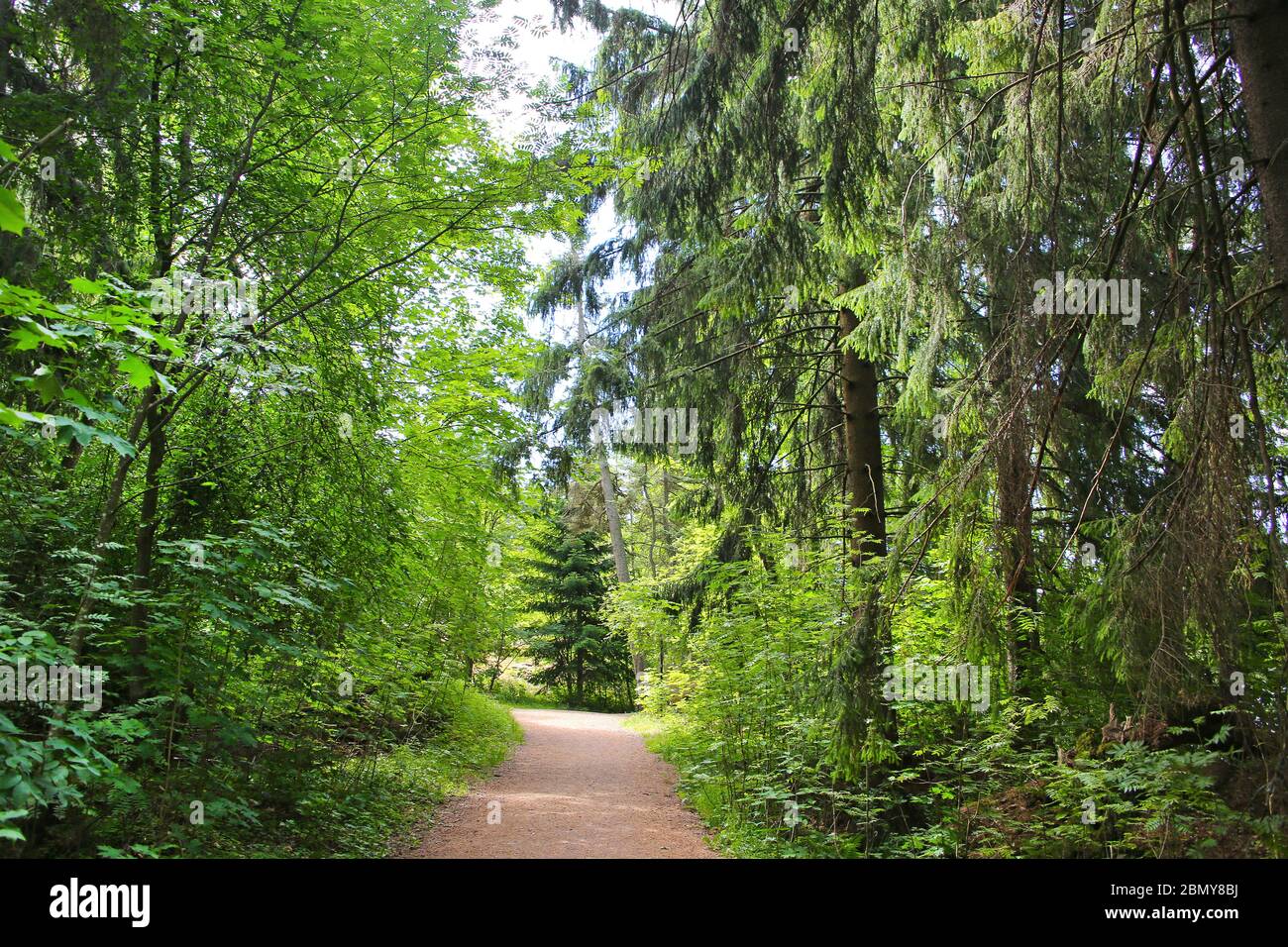 Beautiful trees in the forest close to Langinkoski next to the Kymi ...