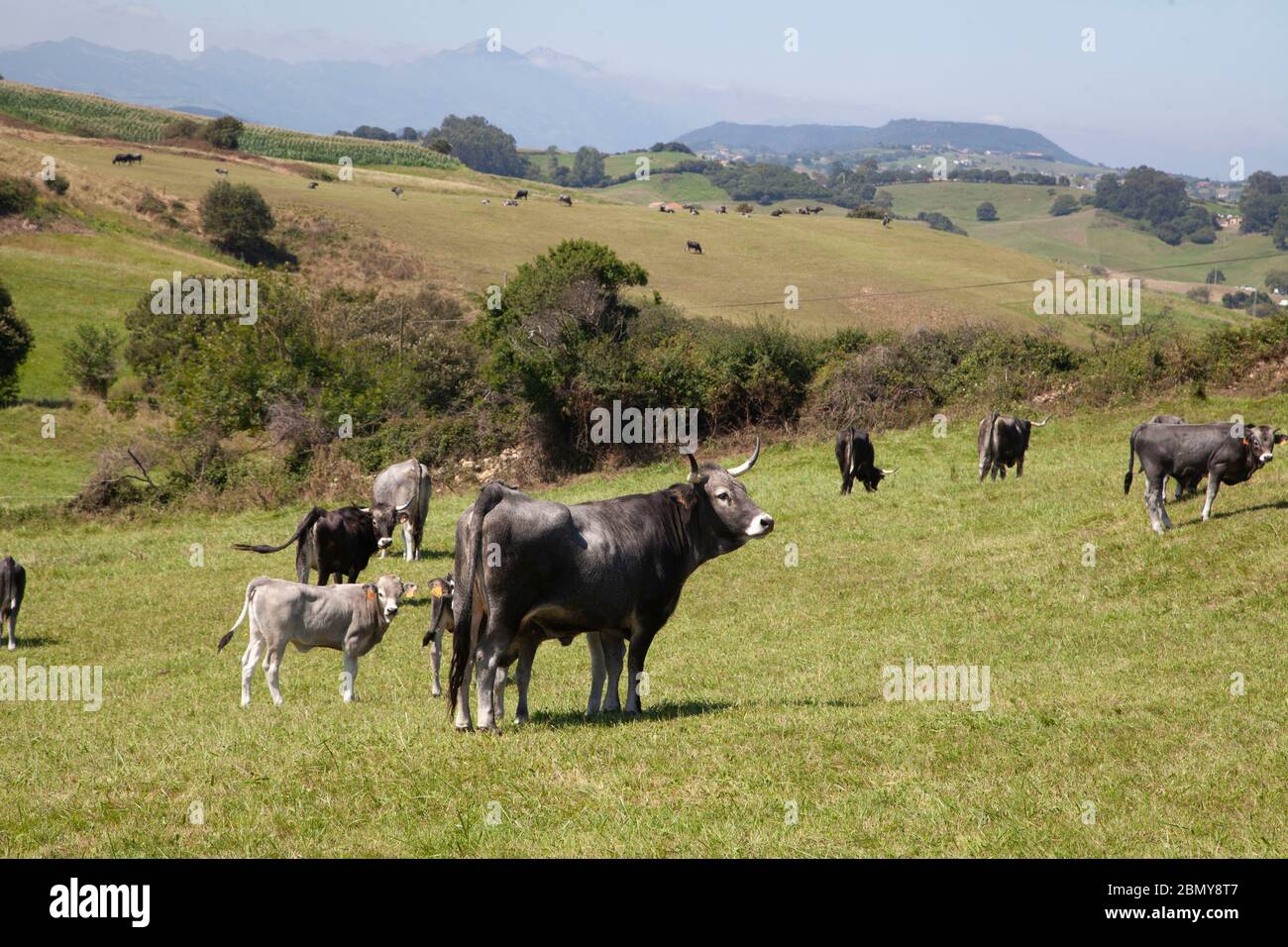 The Tudanca is a Spanish bovine breed indigenous to the western part of ...