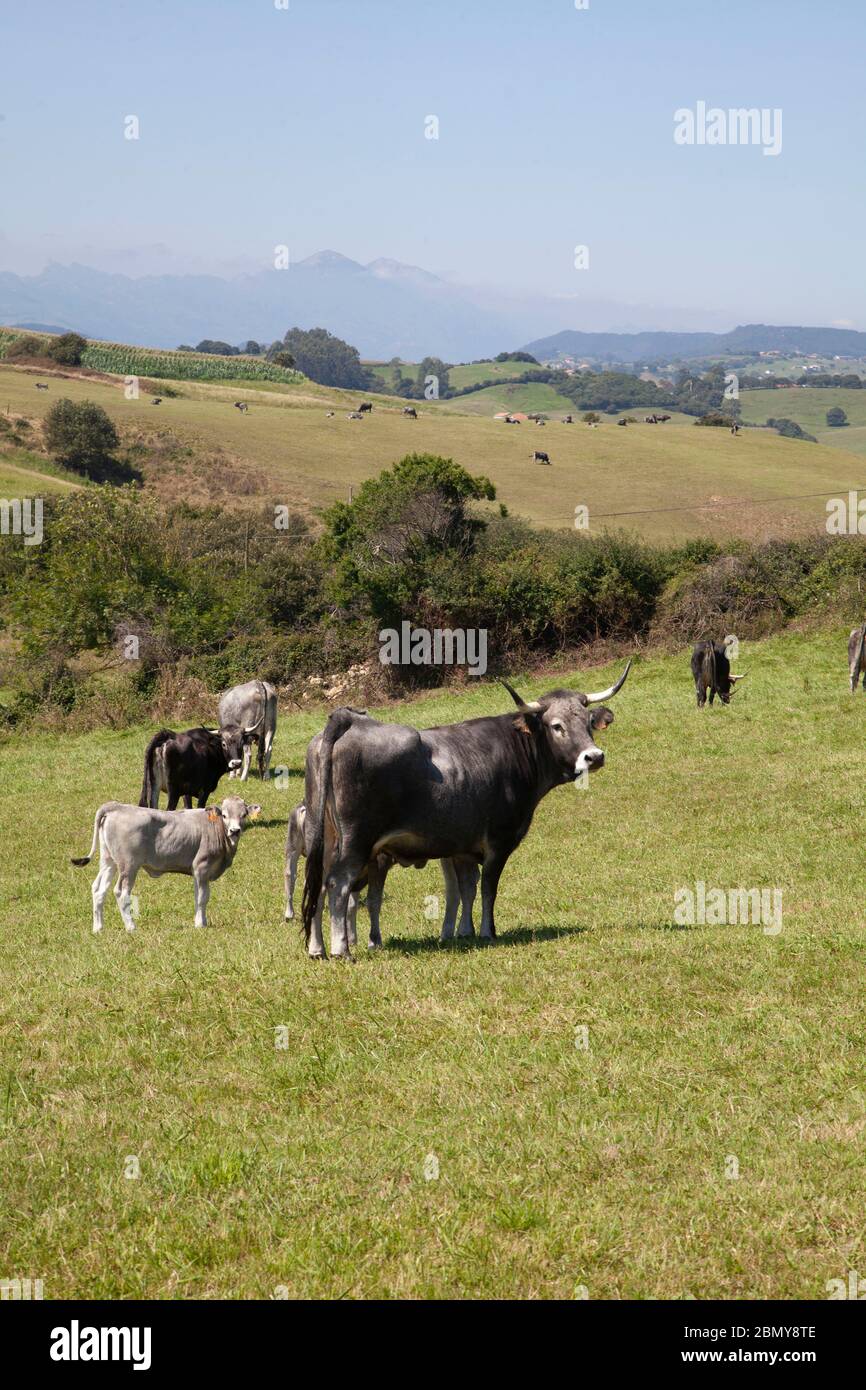 The Tudanca is a Spanish bovine breed indigenous to the western part of ...