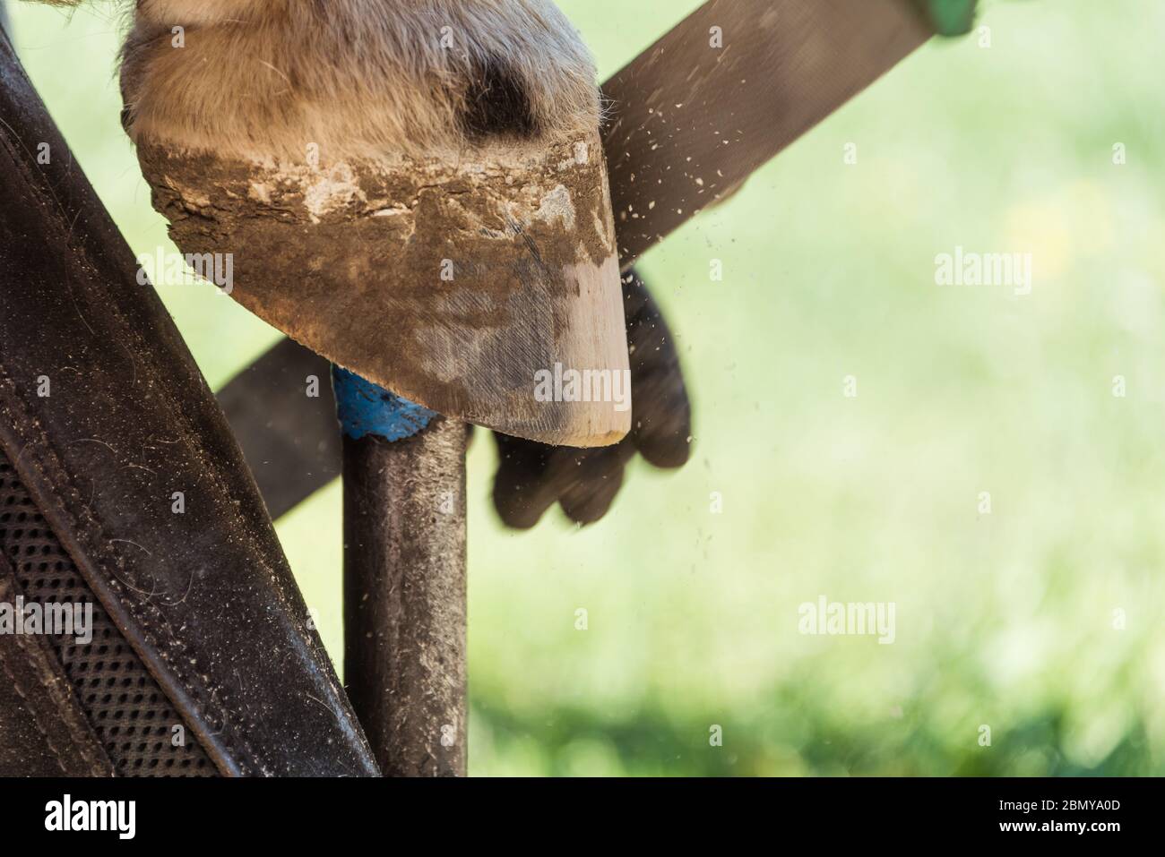 Horse farrier at work - trims and shapes a horse's hooves using rasper ...