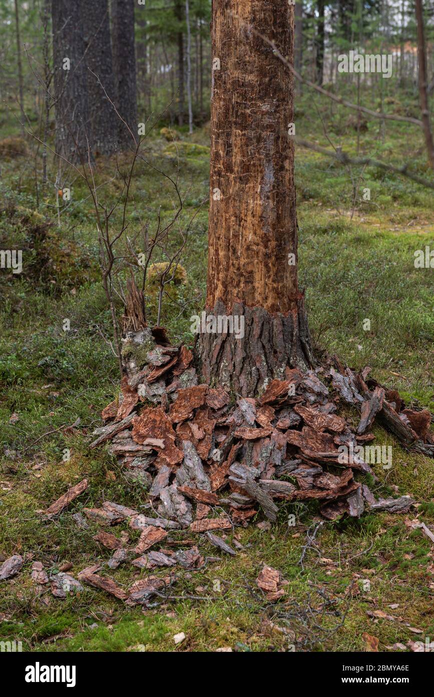 The trunk of a pine tree with a stripped bark in the forest Stock Photo ...