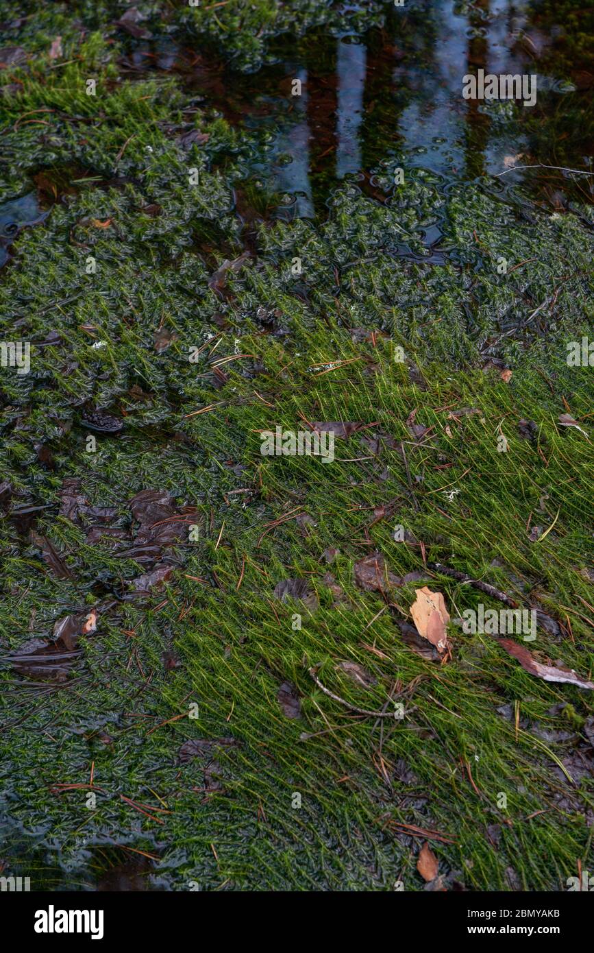 Marshland moss hi-res stock photography and images - Alamy