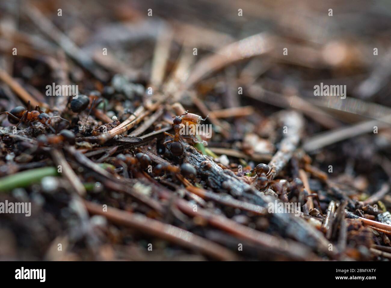 Forest workers ants in the daily bustle of everyday life Stock Photo ...