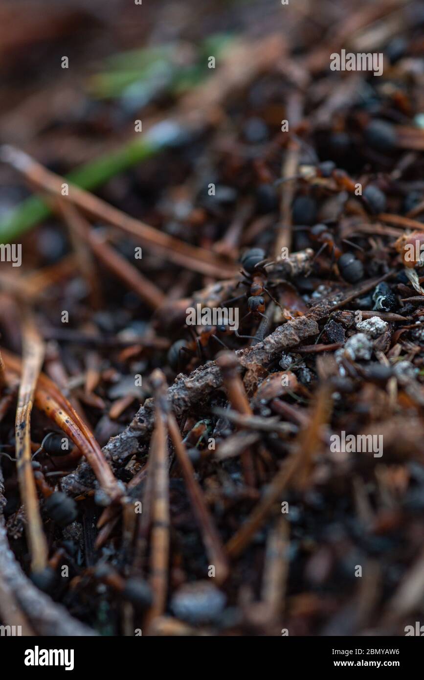 Ant army hi-res stock photography and images - Alamy