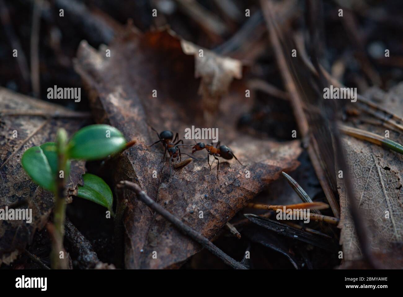Everyday environment hi-res stock photography and images - Alamy