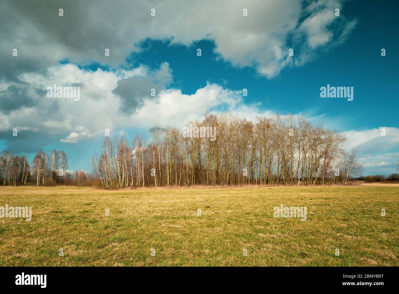Dry spring meadow, trees without leaves and white clouds on the blue ...