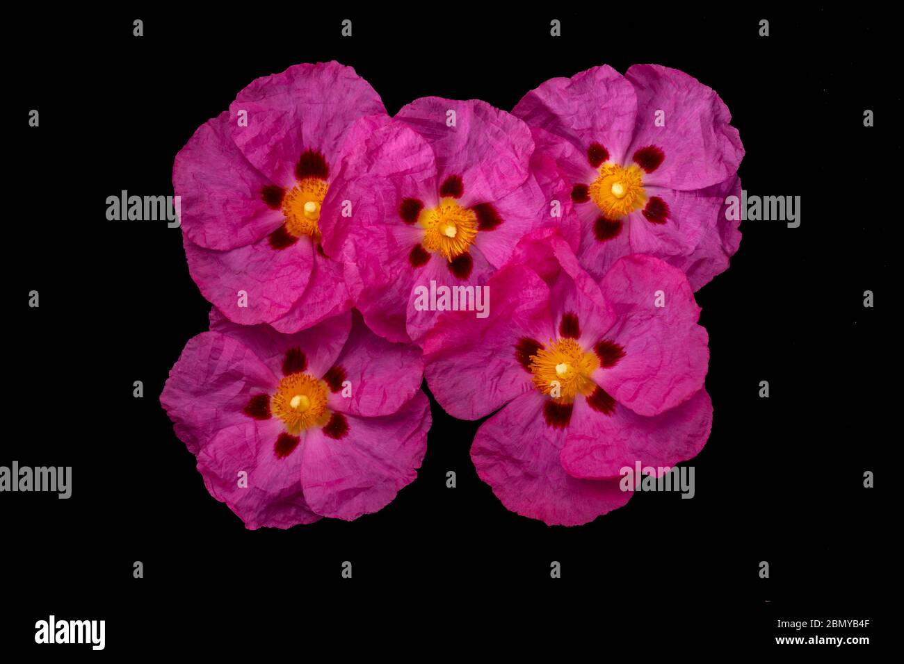 Five rose flowers isolated hi-res stock photography and images - Alamy