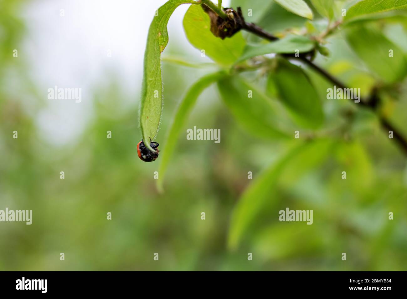 Ladybug insect bug red spotted branch leaf leaves hi-res stock ...
