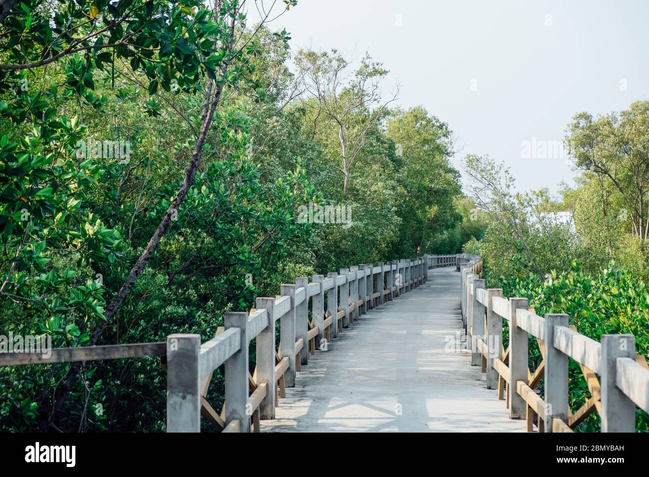 calm and beautiful walking path in flourishing mangrove forrest in ...