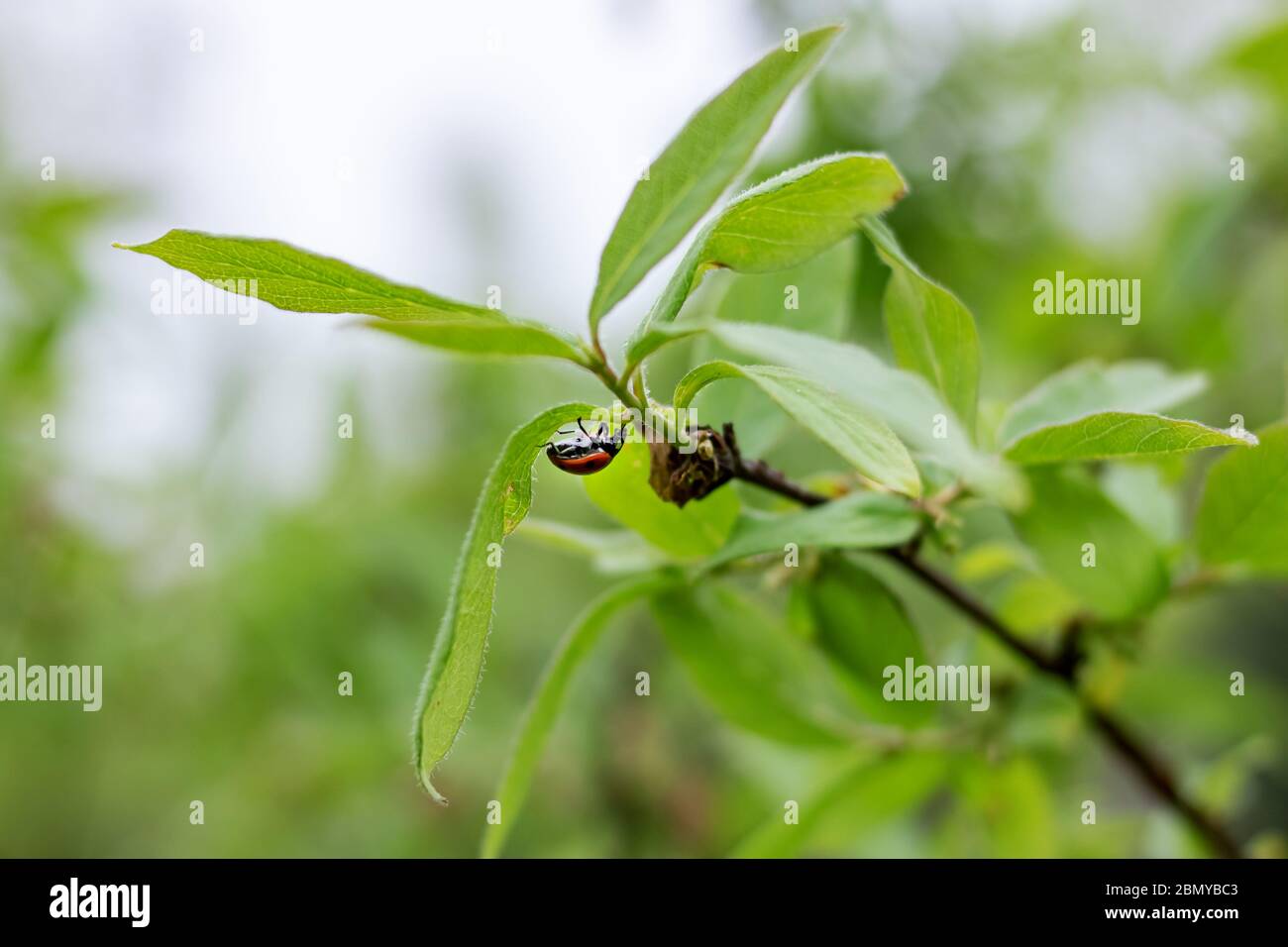 Ladybug insect bug red spotted branch leaf leaves hi-res stock ...