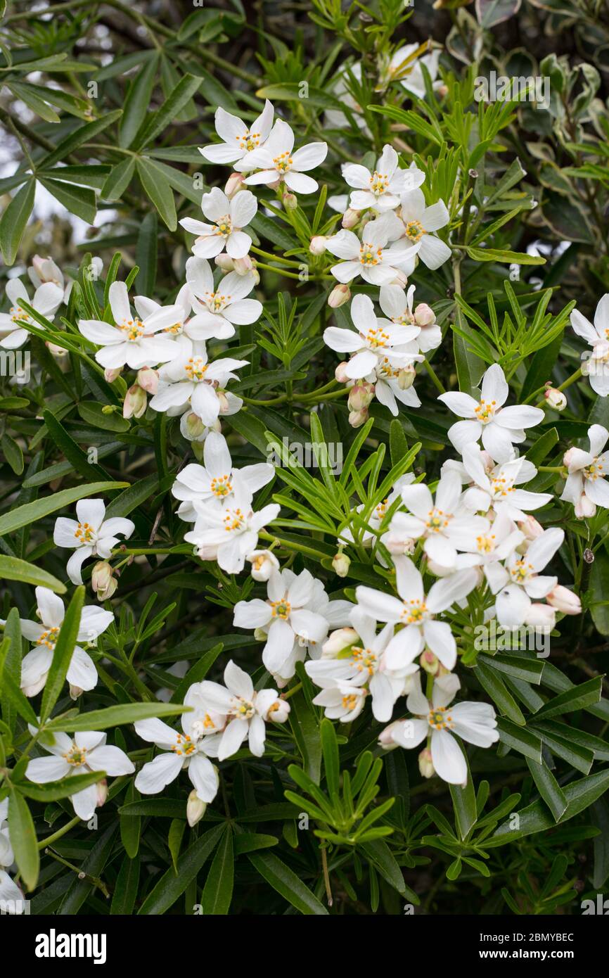 The white flowers and leaves of the compact evergreen shrub Choisya ...