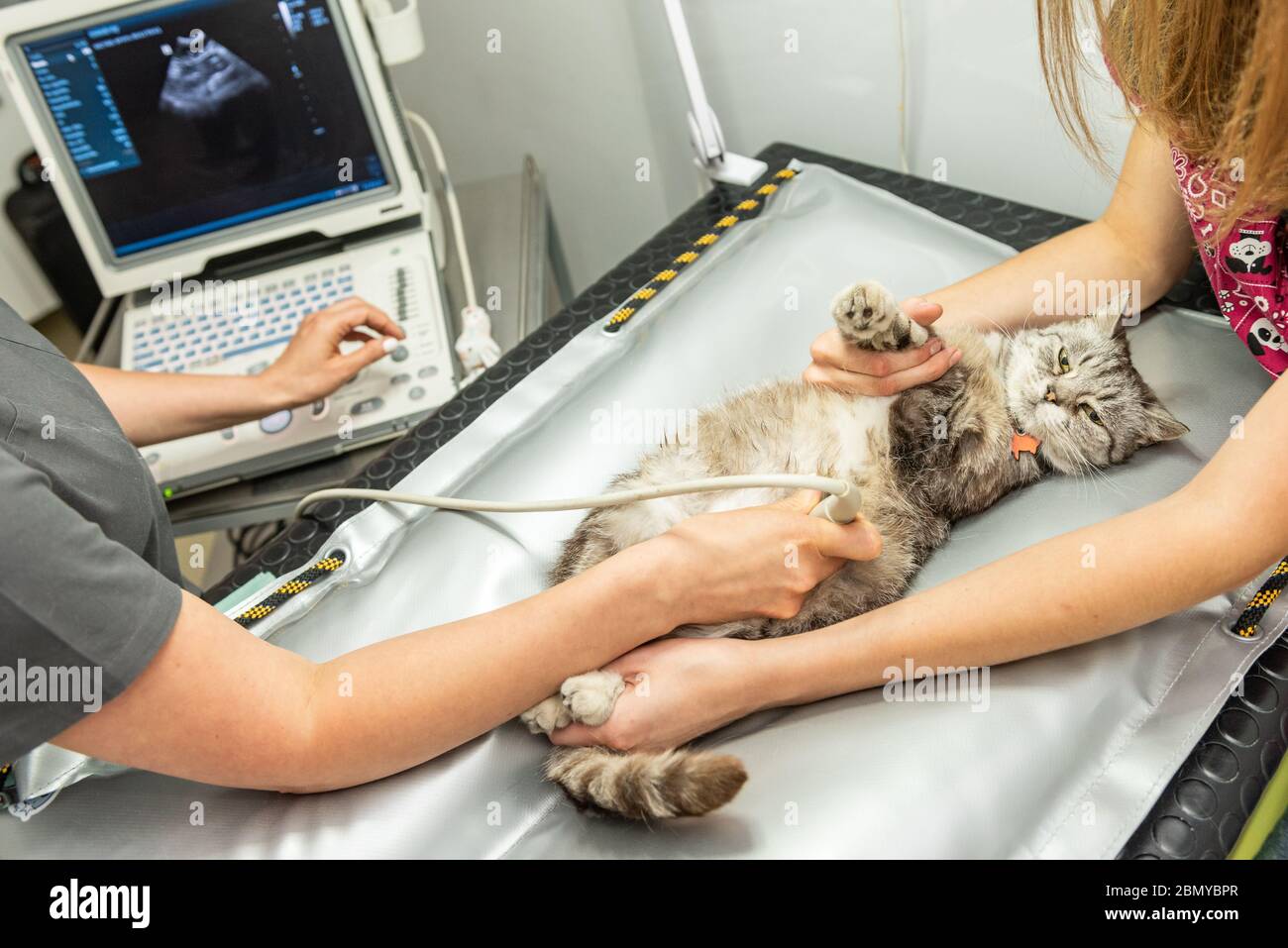 The small grey cat during ultrasound examination in vet clinic. Cat ...